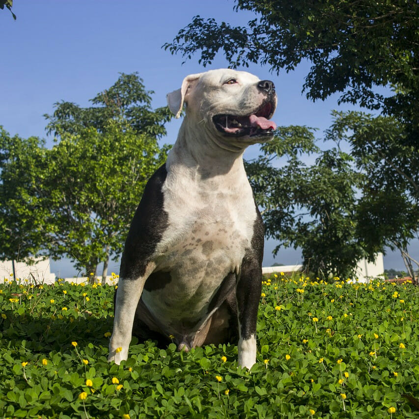pitbull - Brain Training for Dogs