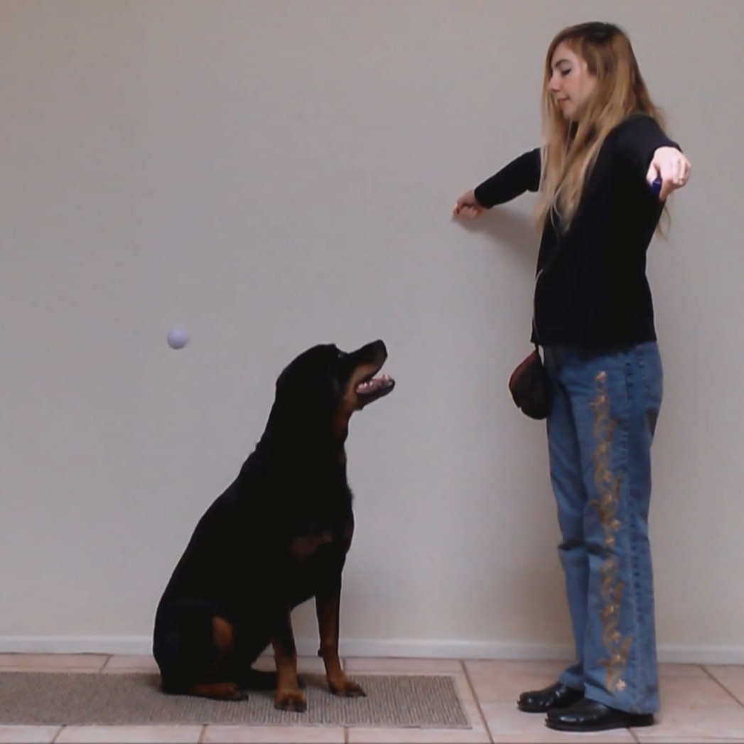 5 Simple Ways to Get Your Dog to Pay Attention - Brain Training for Dogs