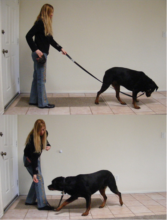 Teach Your Dog Heel/Attention Heeling